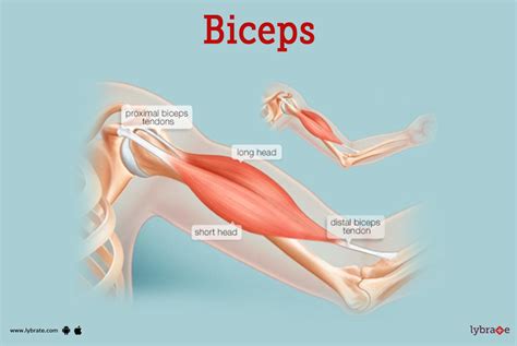 Bicep Muscles Anatomy Distal Biceps Tendon Rupture Symptoms