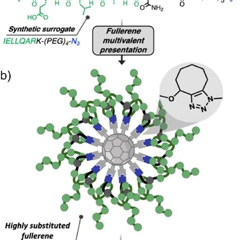 Different Steps In The Molecular Scaffold Construction A In Vitro