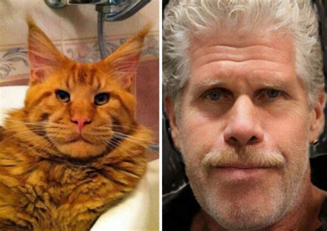 People Shared 25 Hilarious “celebrity Lookalikes That Are Surprisingly