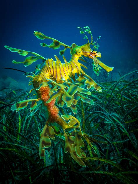 Leafy Sea Dragon Wallpaper