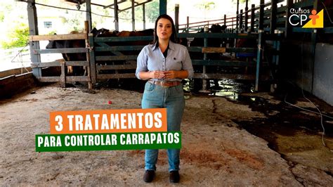 Como Controlar Carrapatos Bovinos Veja 3 Formas De Tratamentos Youtube