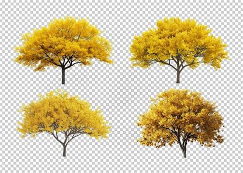 Premium PSD Trees Isolated Transparency Background