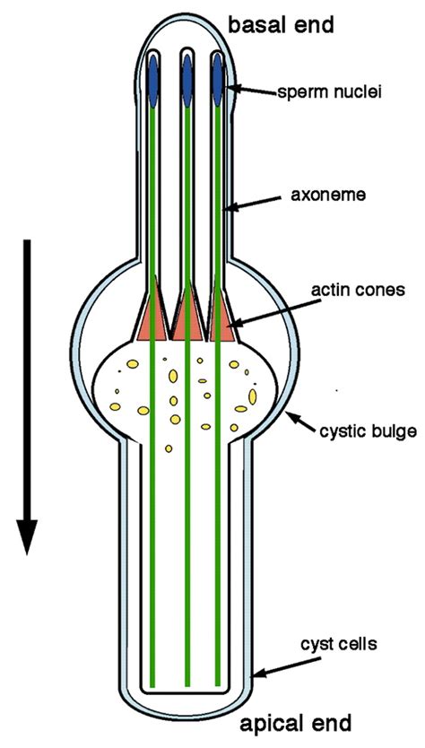 Sperm Labeled Diagram ClipArt Best