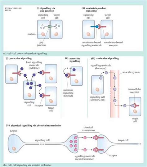 Cell Signalling Extracellular Signals Can Act Locally Or At A Distance OpenLearn Open