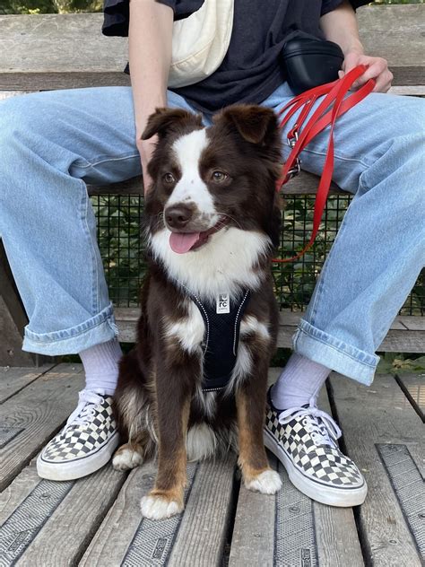 My guy Rye at 8 months. : r/MiniAussies