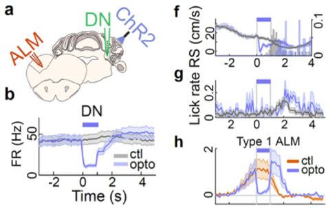 Cerebellar Contribution To Preparatory Activity In Motor Neocortex PreLights