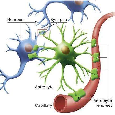 Shows Astrocytes Function Download Scientific Diagram