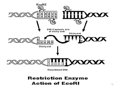 Recombinant Dna Technology Main Ppt Pptx Genetics Science