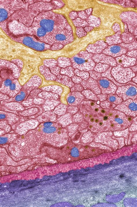 Myenteric Nerve Plexus Tem Stock Image C0498238 Science Photo