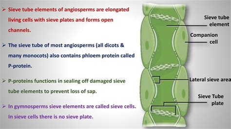 Phloem Loading Food Transported Pptx Gardening Home And Garden