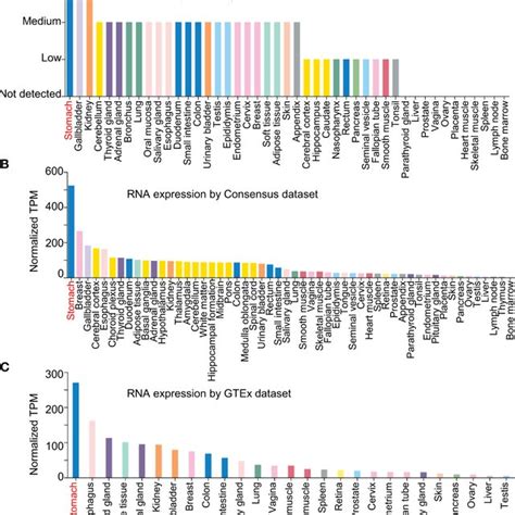 the nqo1 transcript level was downregulated in gastric cancer tissues