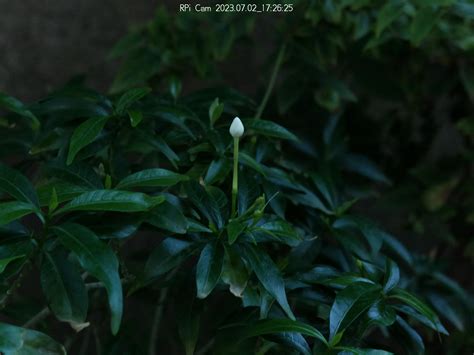 Touch Cam Interactive Raspberry Pi Camera Tutorial Dfrobot Maker Community