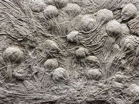 Fossil Nature Crinoid Free Photo On Pixabay Pixabay