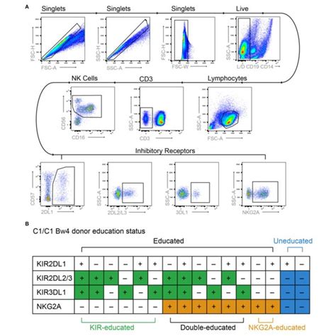 Gating Strategy And Nk Cell Education Status Pbmcs Were Labeled With Download Scientific