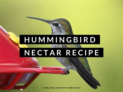 How To Make Hummingbird Nectar Our Lively Adventures