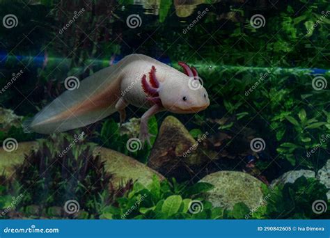 Cute Pink Axolotl Swims Mexican Ambystoma Stock Image Image Of Swim