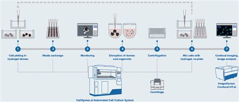 Automating Culture Of 3d Intestinal Organoids Using An Automated Cell Culture System