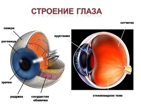 Строение и функции глаза - клиника "Clean View Clinic"