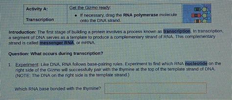 A Segment Of DNA Serves As A Template To Produce A Complementary Strand Of RNA This Compl Algebra