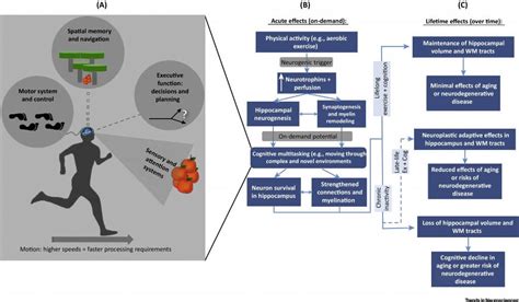 Exercise Benefits Brain Function And Structure According To University Of Arizona Researchers