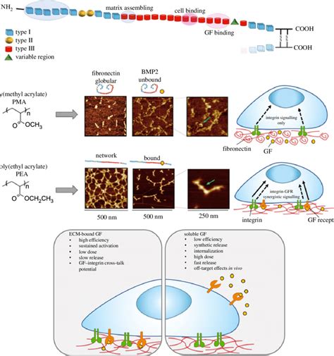 Fibronectin Fn Nanonetwork Formation And Growth Factor Gf Download Scientific Diagram