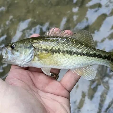 List Of Fish Species In Watts Bar Lake 2023 Updated Pond Informer