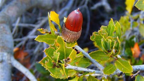 What Nuts Arent Tree Nuts About Tree