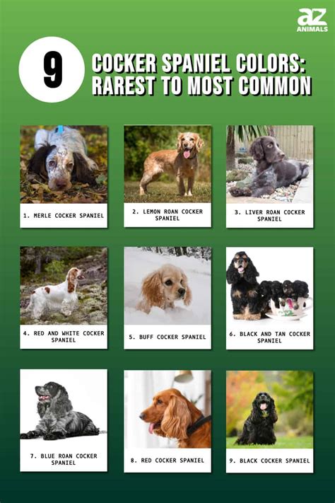 English Cocker Spaniel Color Chart At John Duquette Blog
