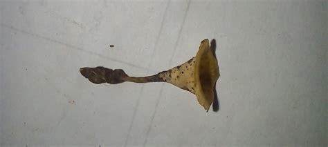 Cymatoderma Caperatum From Valle De Santiago 49900 Tecalitlán Jal México On September 11