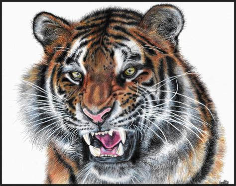 The Angry Tiger By Frenchtechnokitten On Deviantart