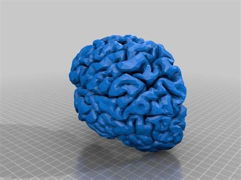 3d Printed Brain Model