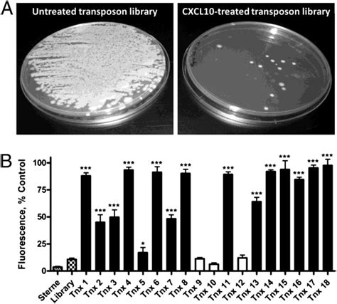 Isolation Of B Anthracis Transposon Mutants Resistant To Download Scientific Diagram