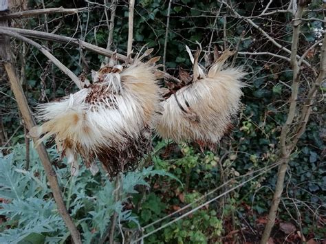 Battery Life And Camera Huawei P Smart Review Page Techradar