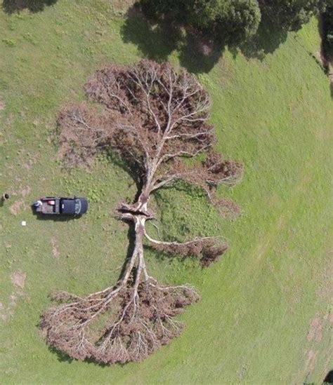 A Tree Split Down The Middle By Lightning Rearthmind