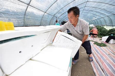 贵州麻江：黄瓜喜丰收 人民图片网