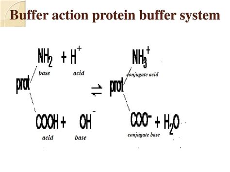 Buffer solutions Lector Varikova T.O. - ppt download