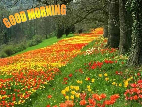 Procedural Errors In Endodontics Pptx Dental Health Diseases And