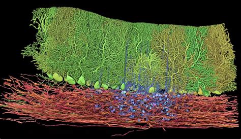 A New Field Of Neuroscience Aims To Map Connections In The Brain Harvard Medical School