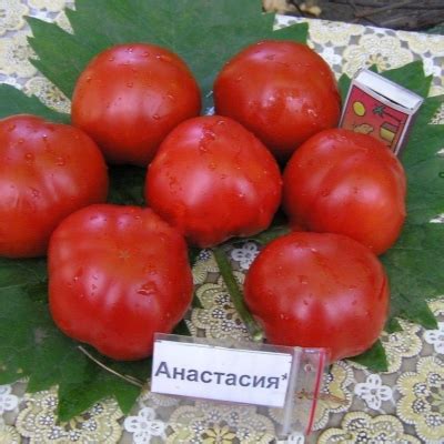 Томат Анастасия: описание сорта помидоров, характеристики. Особенности ...