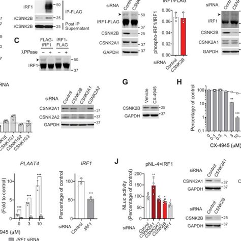 Csnk2b Promotes Irf1 Dependent Expression Of Plaat4 And Restricts Hav