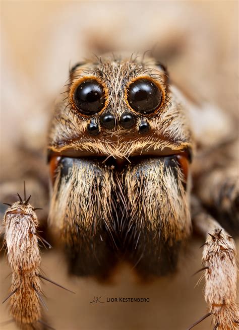 Cute Wolf Spider Portrait Rwholesomespiders