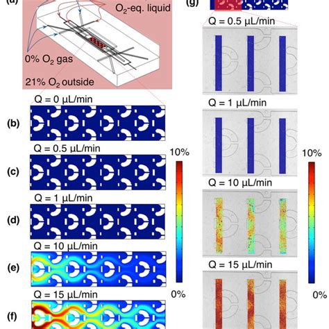 Oxygen Gradient Formation Within The Microfluidic Oxygen Control