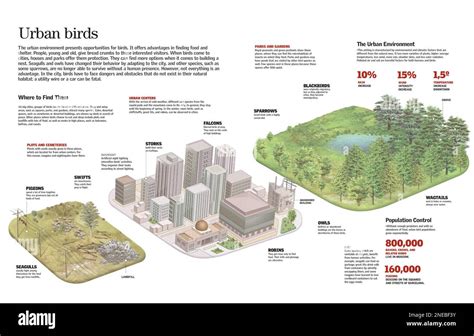 Infographics Of The Birds That Inhabit The Urban Region And Their Different Habitats