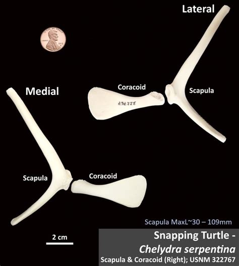 Common Snapping Turtle Scapula Osteoid Bone Identification