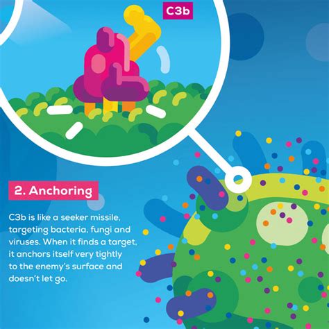 Complement System Infographic Poster Carefully Researched The
