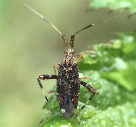 Neurocolpus Nubilus Neurocolpus Bugguide Net