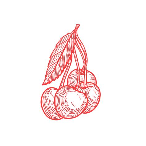 Black Cherry Trees Delicious Tasting Fruits Raintree Nursery