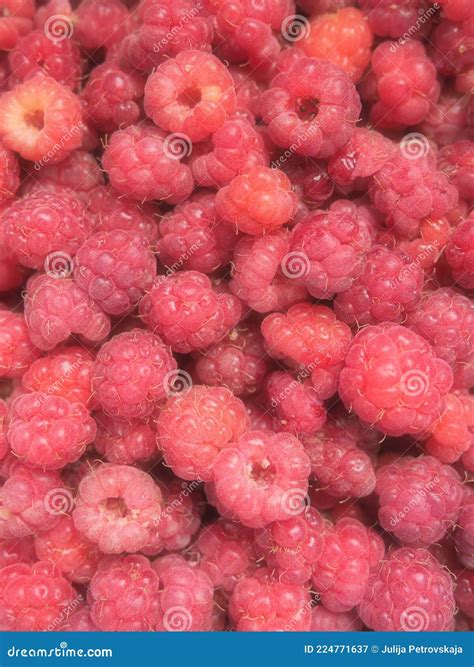 Raspberry Background Large Red Fresh First Class Berries Of Garden Raspberries Lots Of