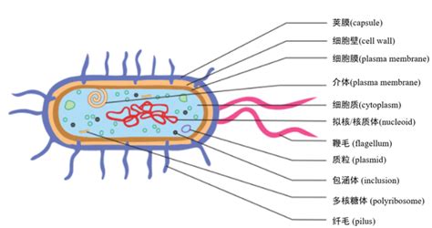 细菌的分类、结构及发展简史 知乎