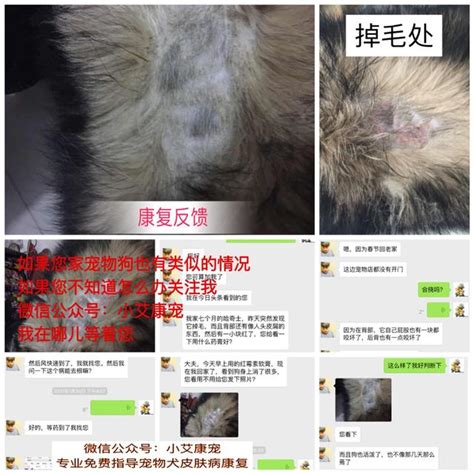 幫寵物狗皮膚健康，我從未收取一分錢 每日頭條